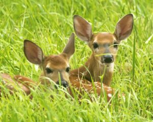 Deer Hunting Terms - Your Free Ultimate Glossary