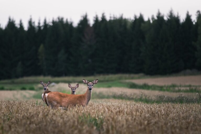 Deer Hunting Terms - Your Free Ultimate Glossary