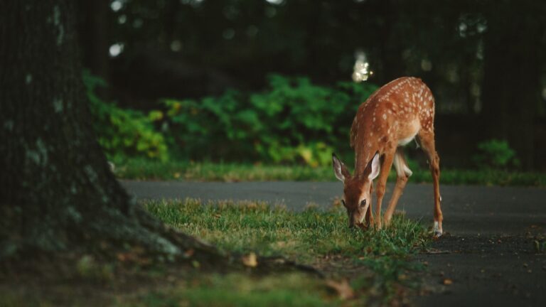 Deer Hunting Terms - Your Free Ultimate Glossary