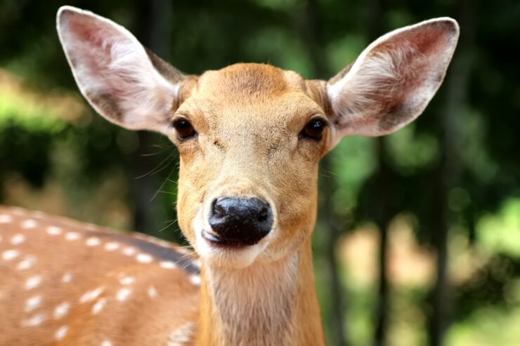Deer Sounds Scent And Body Language All You Need To Know