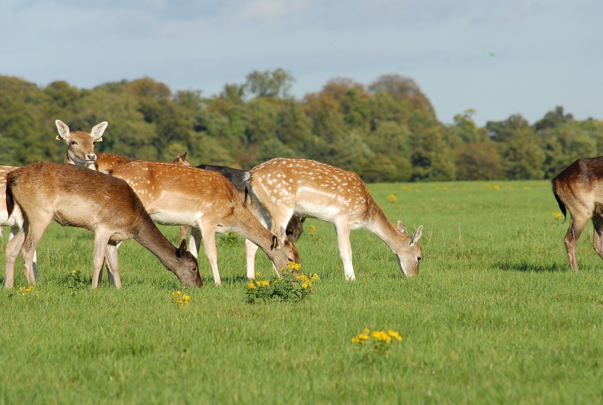 Deer Sounds Scent And Body Language All You Need To Know