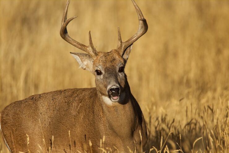 Deer Sounds Scent And Body Language All You Need To Know