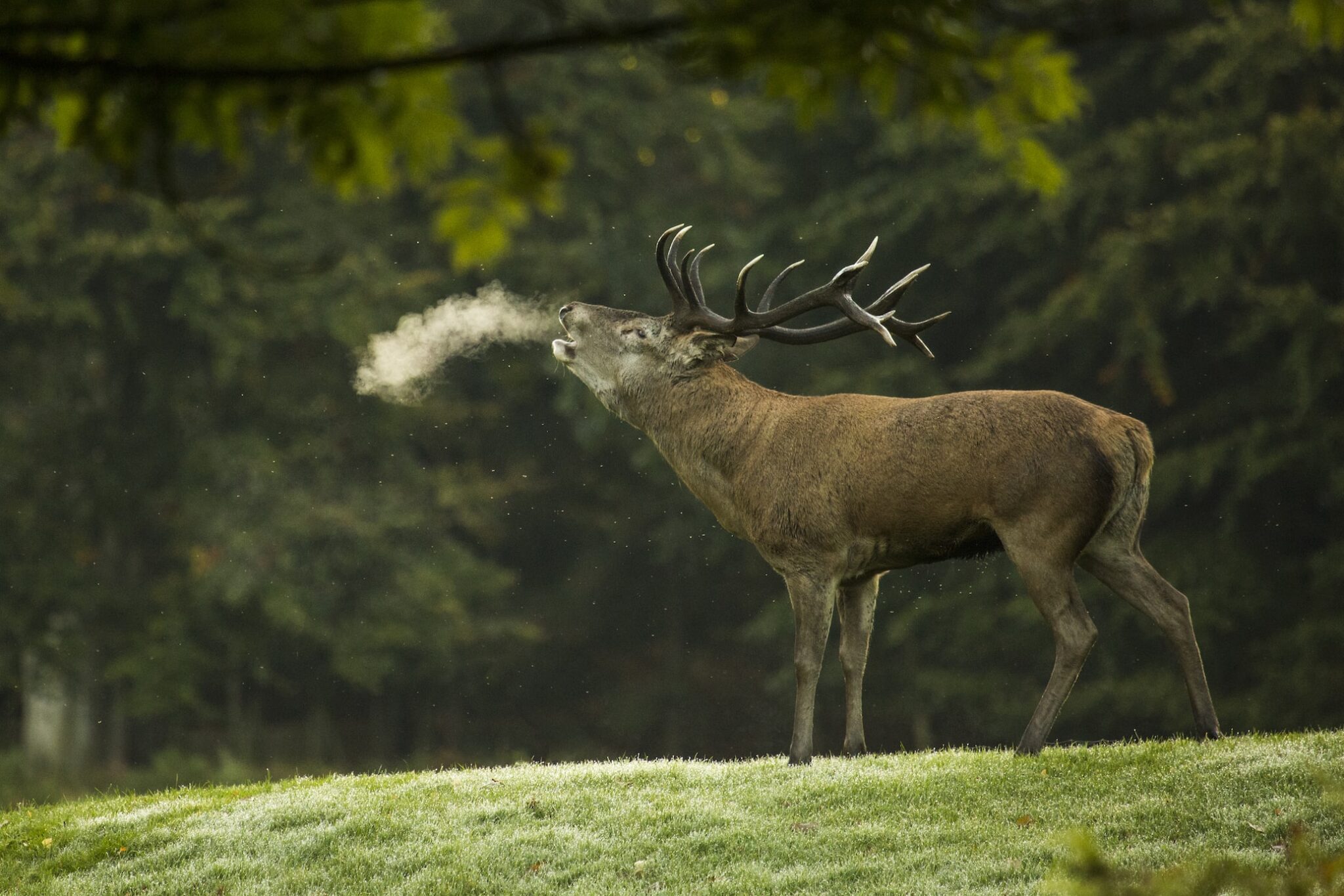 Deer Sounds Scent And Body Language All You Need To Know