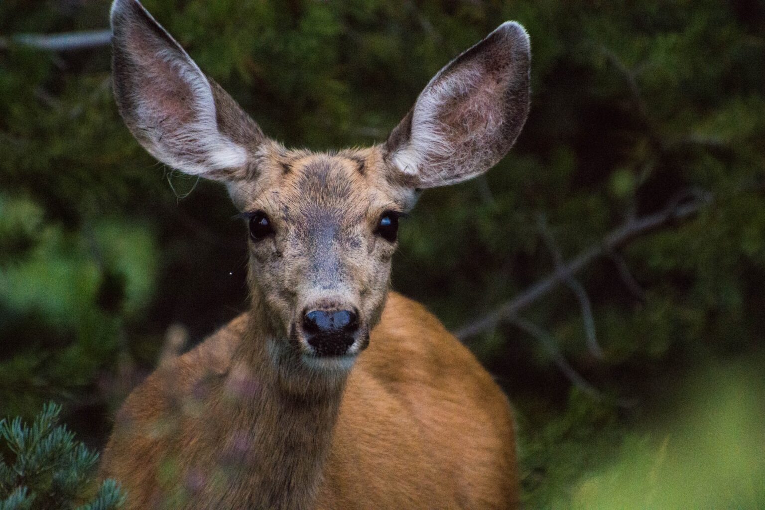 Deer Sounds Scent And Body Language All You Need To Know