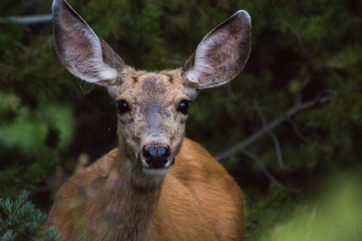 Deer Sounds Scent And Body Language All You Need To Know