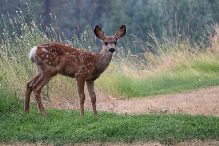 Deer Sounds Scent And Body Language All You Need To Know
