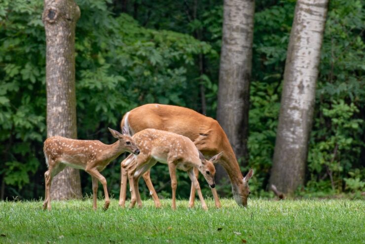 Deer Sounds Scent And Body Language All You Need To Know