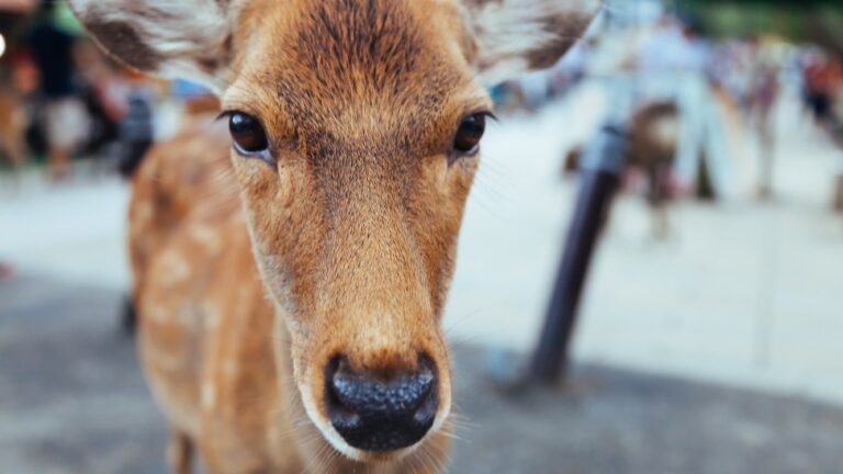 Deer Sounds Scent And Body Language All You Need To Know