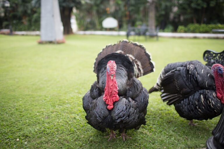 South Carolina Hunting Seasons - Updated