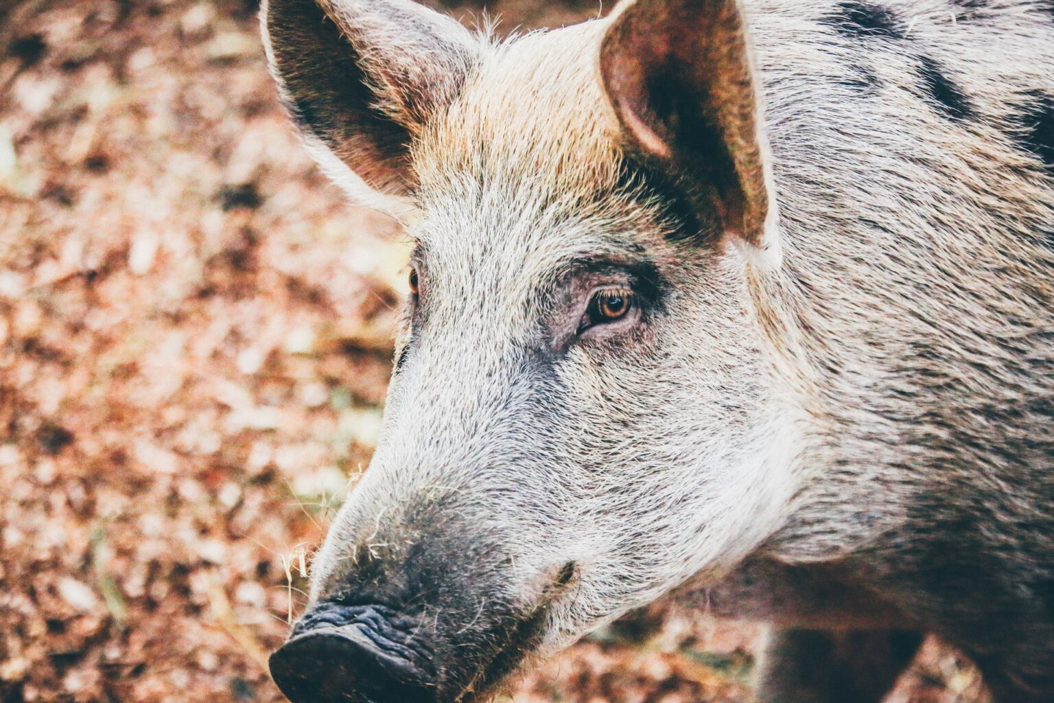 The 11 Best States For Wild Hog Hunting In The U.S