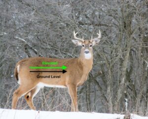 The Best Shot Placement for Deer - Hunting Guide