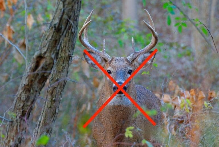 The Best Shot Placement for Deer - Hunting Guide