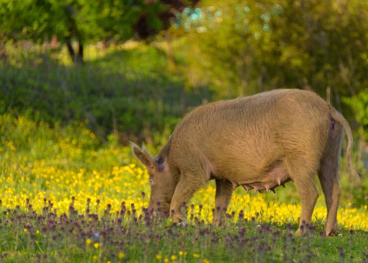 The 11 Best States For Wild Hog Hunting In The U.S