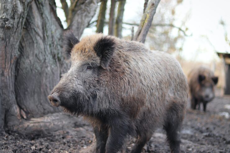 The 11 Best States For Wild Hog Hunting In The U.S