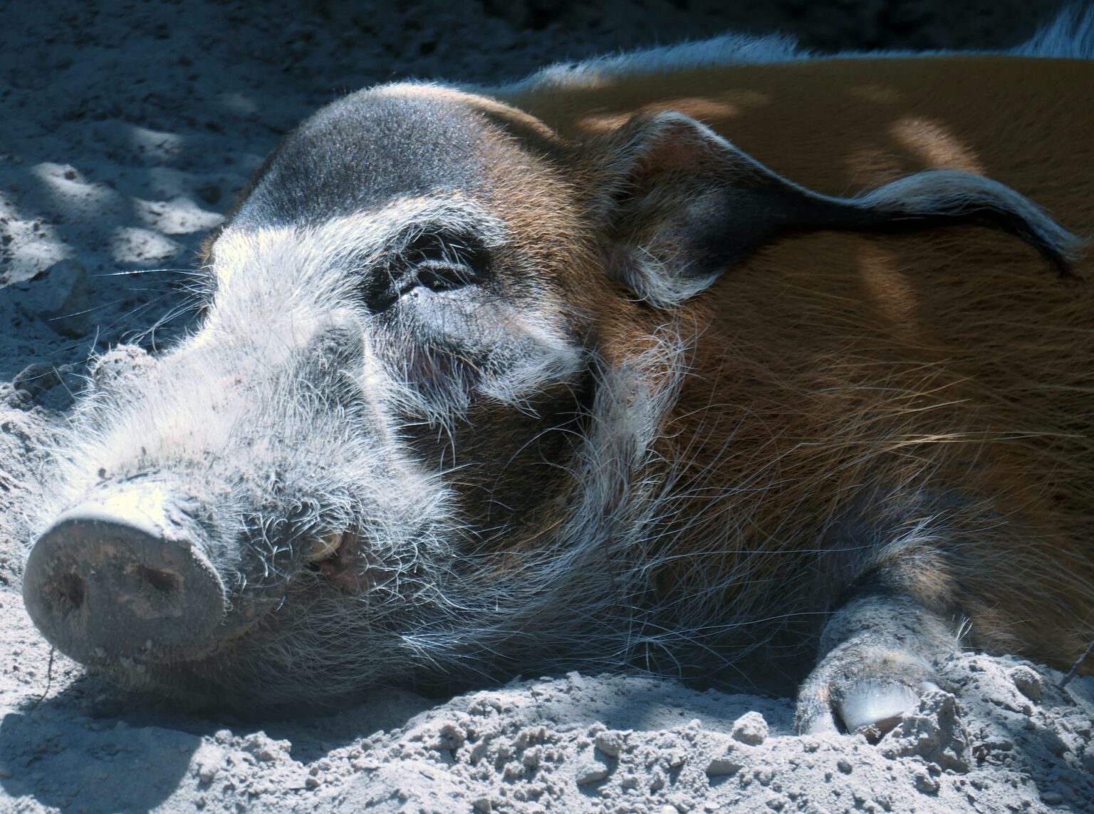 The 11 Best States For Wild Hog Hunting In The U.S