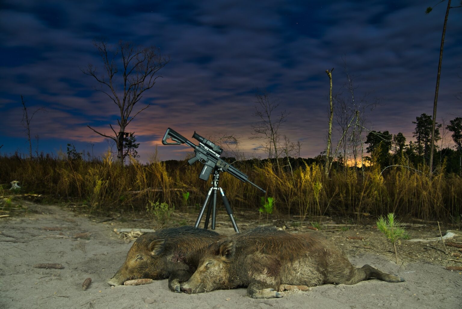 The 11 Best States For Wild Hog Hunting In The U.S