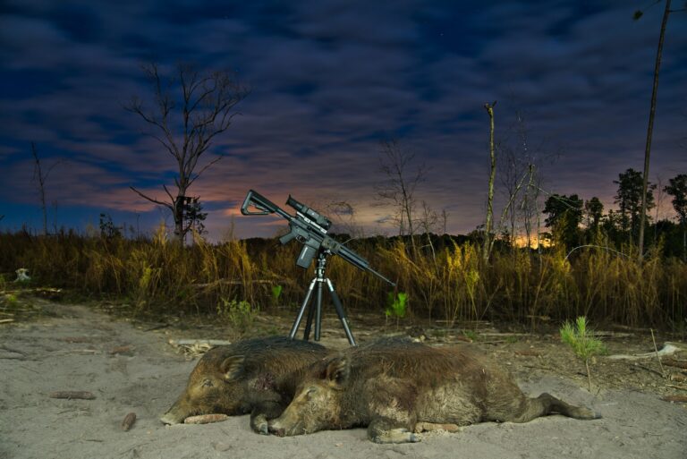 The 11 Best States For Wild Hog Hunting In The U.S