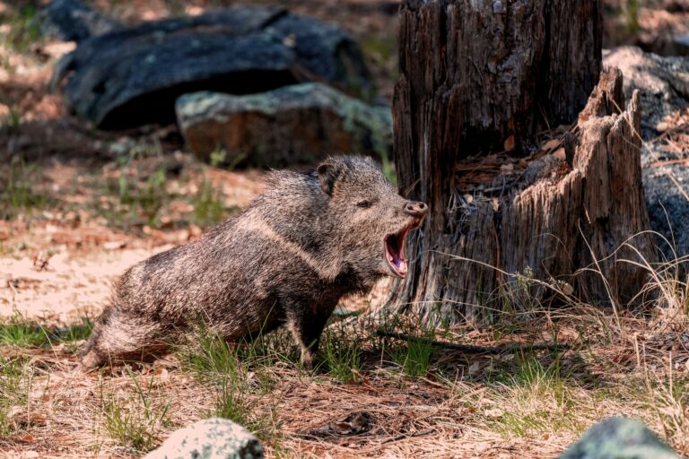 The 11 Best States For Wild Hog Hunting In The U.S