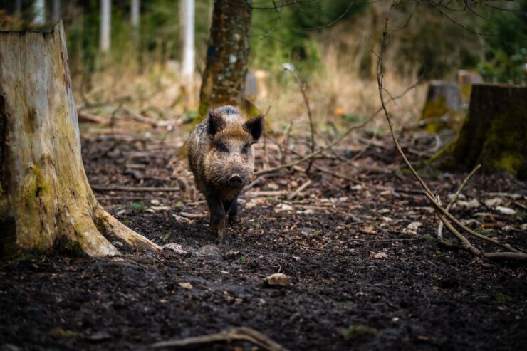 The 11 Best States For Wild Hog Hunting In The U.S