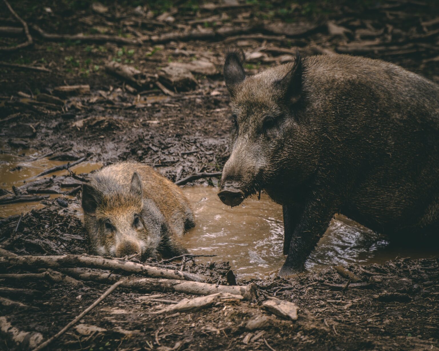 The 11 Best States For Wild Hog Hunting In The U.S