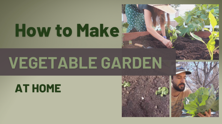 How to Make a Vegetable Garden at Home - That Your Neighbors Envy